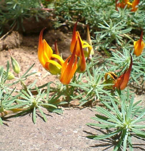 Endangered Canary Islands wildflowers: Tenerife's Parrot's Beak is ...