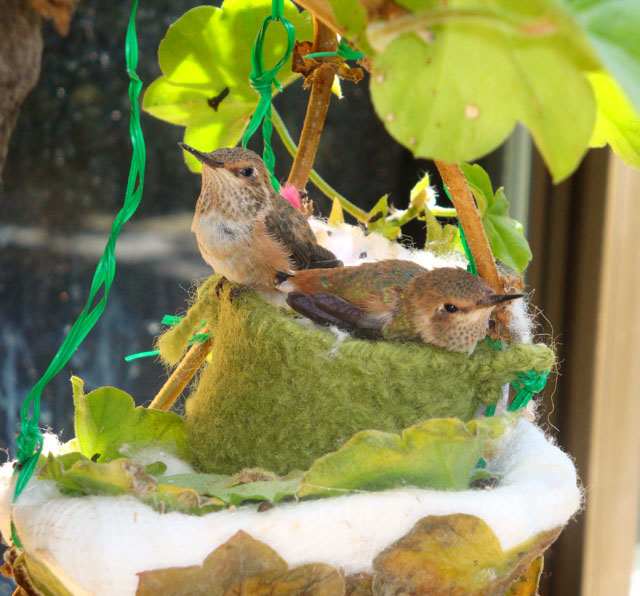 A Home for Hummingbirds - HubPages