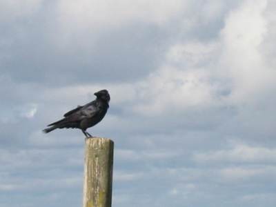 Raven Symbolism, Lore & Mythology - HubPages