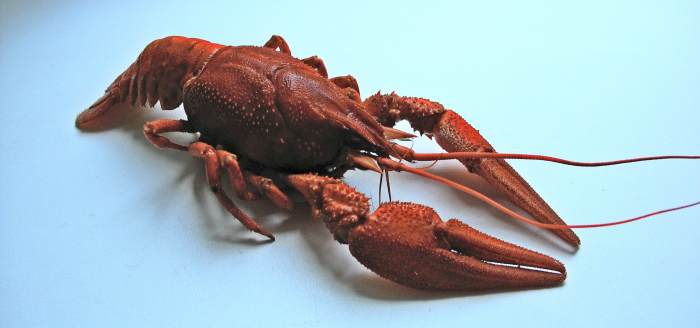 Keeping a Crawfish as a Pet - HubPages