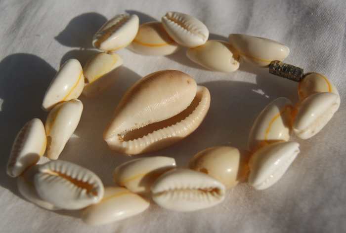 The Cowrie Shell in World and African History - HubPages