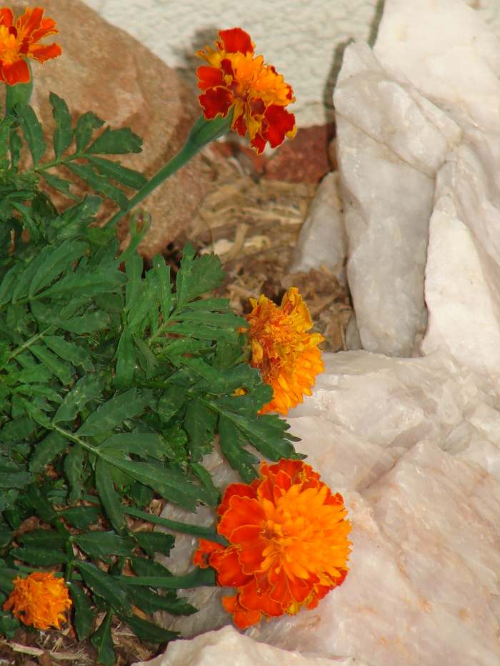 Herbal Mojo: The Use of Herbs in Healing and Magick - HubPages