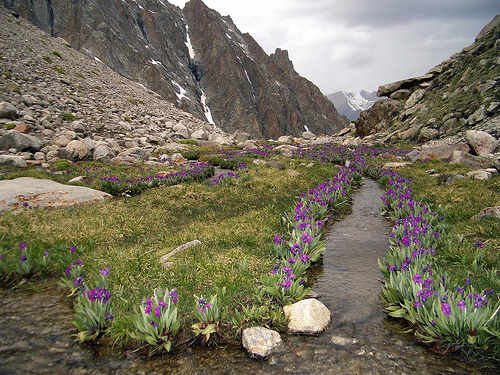 Alpine Biome - HubPages
