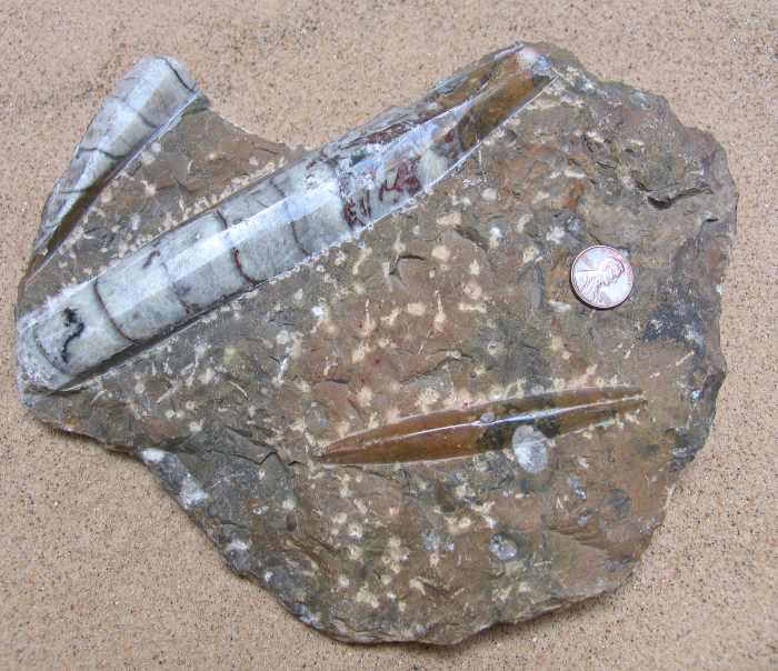 Earth's Earliest Gigantic and Bizarre Creatures - HubPages