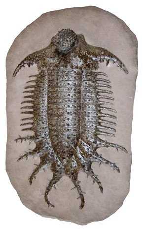 Earth's Earliest Gigantic and Bizarre Creatures - HubPages