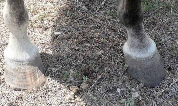 Overgrown Hooves - HubPages