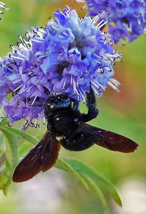 The Violet Carpenter Bee - Xylocopa Violacea - HubPages