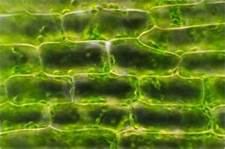 Photosynthesis Experiment in Elodea in Direct Light, Distant Light, and ...