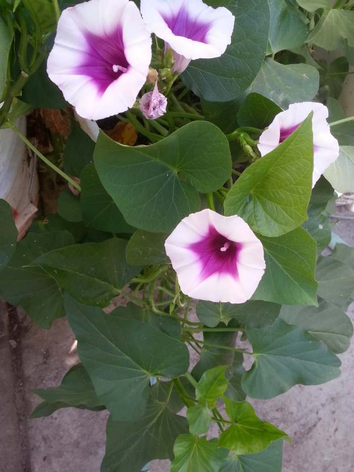 Camote or Sweet Potato: Photos, Cooking, and Health Benefits - HubPages