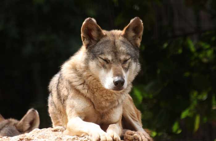 Zoos of the United Arab Emirates - HubPages