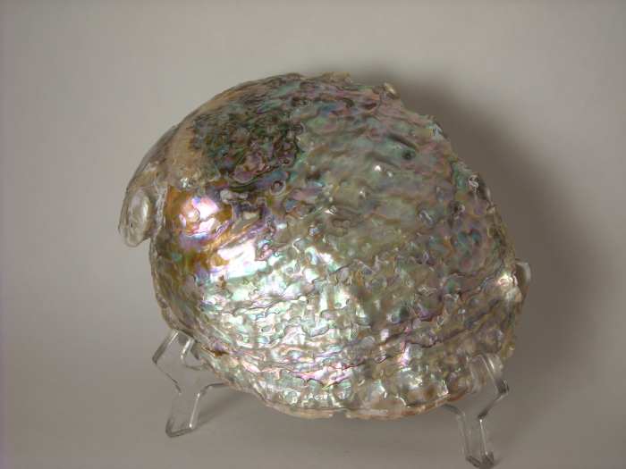 Abalone Shell ~ Cleaning - HubPages