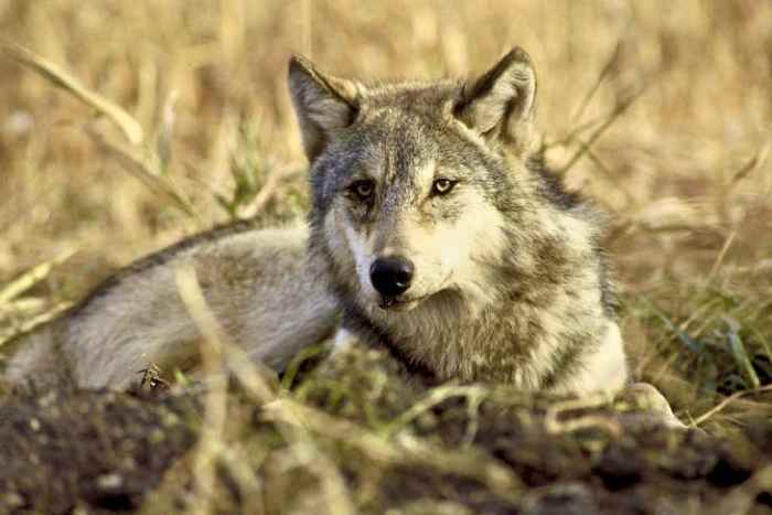 20 Extinct or Endangered Wolves - HubPages