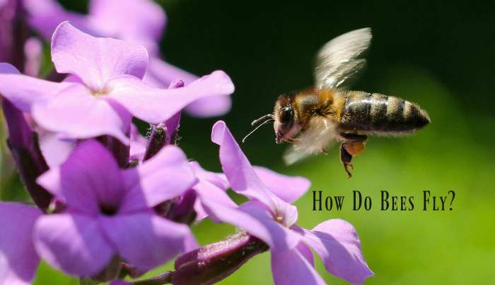 How Do Honey Bees Fly and Other Facts About Honey Bee Flight - HubPages