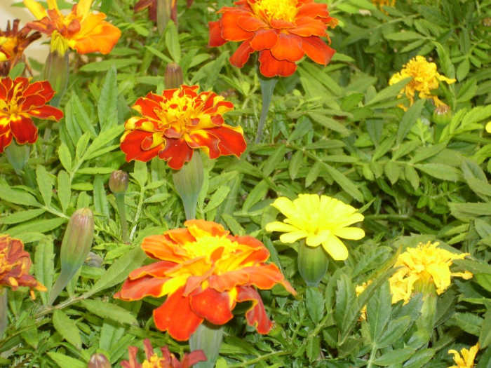 The Edible Marigold - HubPages