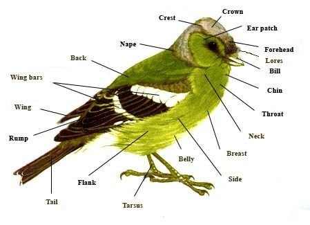 The Unique Characteristics of Birds - HubPages