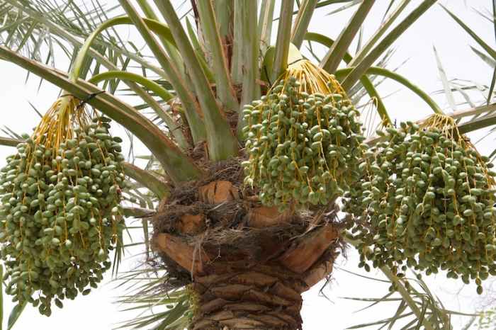 Facts About The Date Palm Tree - Description and Uses - HubPages