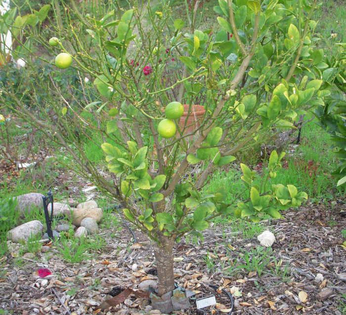 Key Lime Tree - HubPages