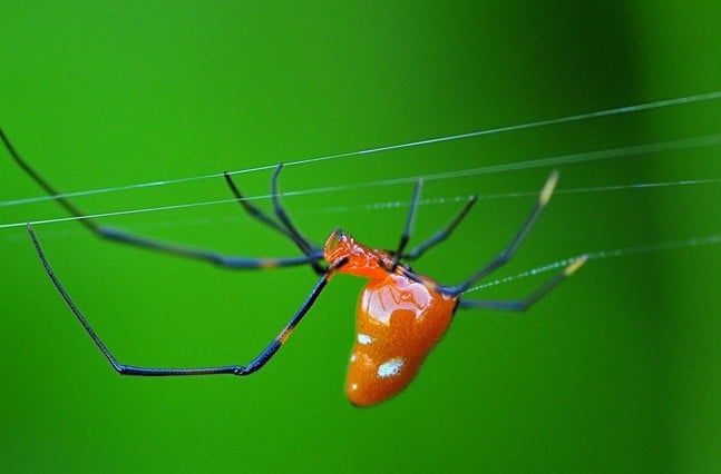 BioEngineering: Turning Goat Milk Into Spider Silk (BioSteel) - HubPages