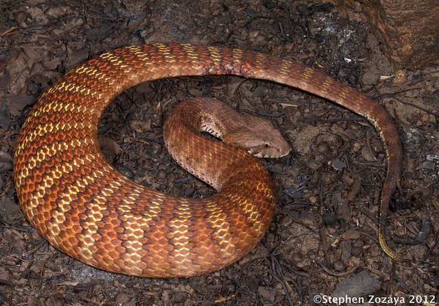 17 Species of Elapids - Amazing Snakes - HubPages