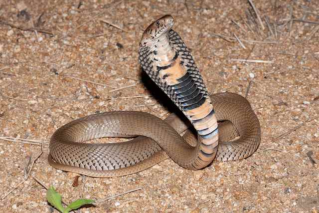 17 Species of Elapids - Amazing Snakes - HubPages