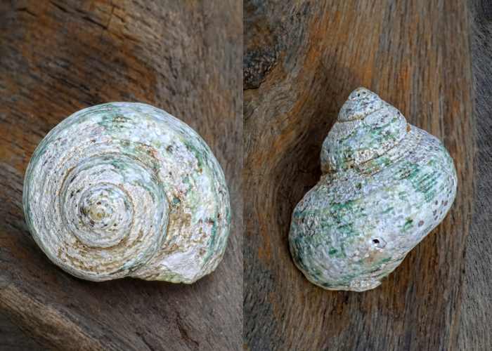 Conchs, Top Shells, Moon Shells, Cone Shells, Whelks and More Univalves ...