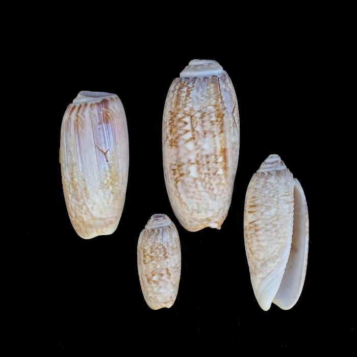 Conchs, Top Shells, Moon Shells, Cone Shells, Whelks and More Univalves ...