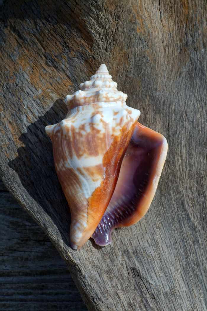 Conchs, Top Shells, Moon Shells, Cone Shells, Whelks and More Univalves ...
