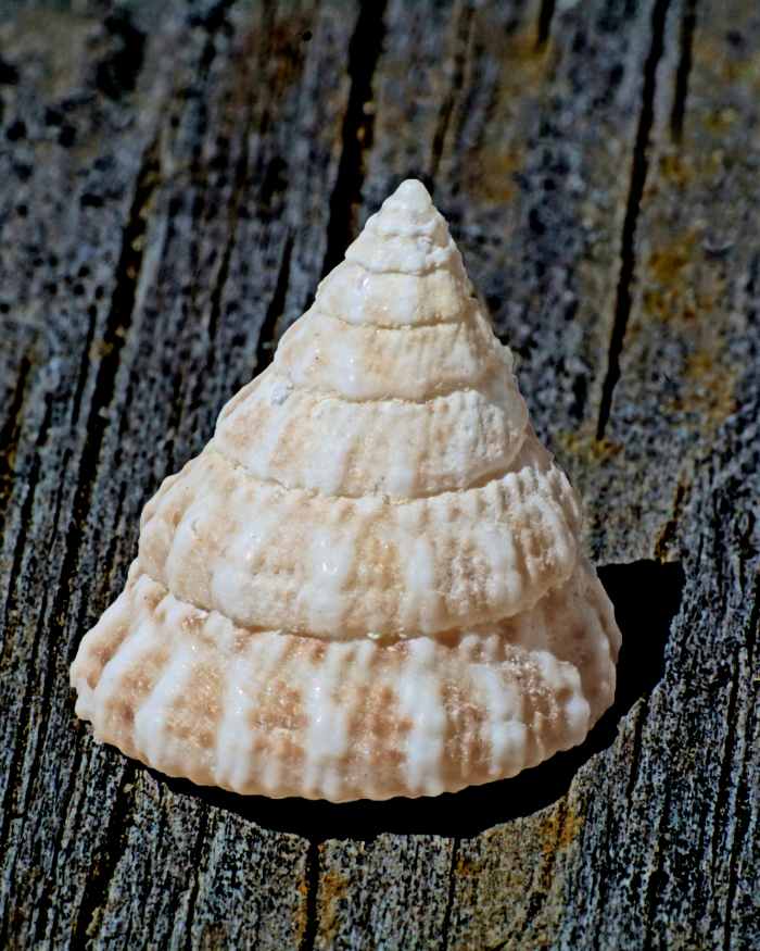 Conchs, Top Shells, Moon Shells, Cone Shells, Whelks and More Univalves ...