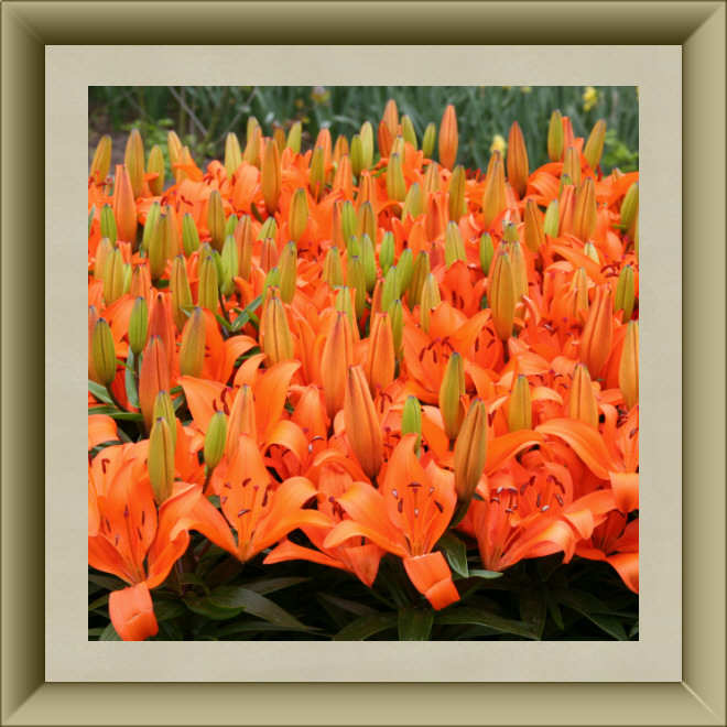 50 Delightful Edible Flowers - HubPages