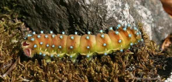 Top 10 Beautiful Caterpillar Photos - HubPages