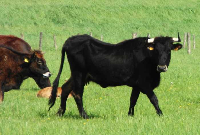 Swayback Horse - HubPages