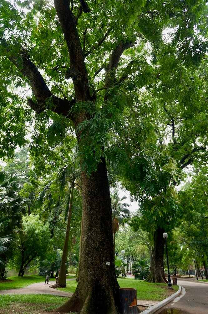 Exotic Wood of Southeast Asia - HubPages