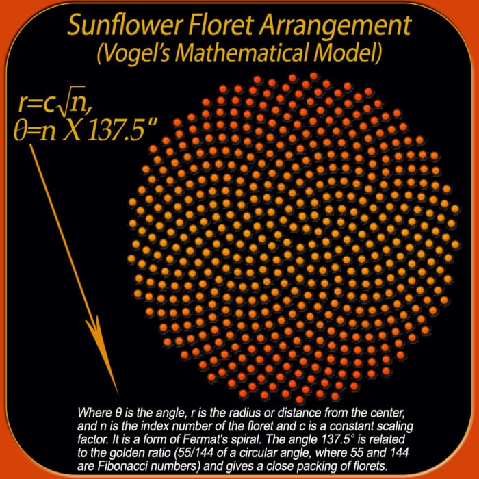 Pictures Of Sunflowers, Buds To Blooms - HubPages