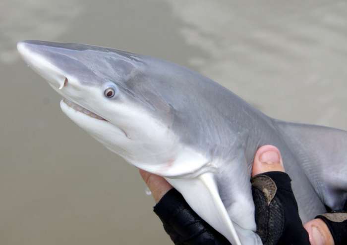 In the Rivers and Lakes: An Overview of the Freshwater Sharks - HubPages