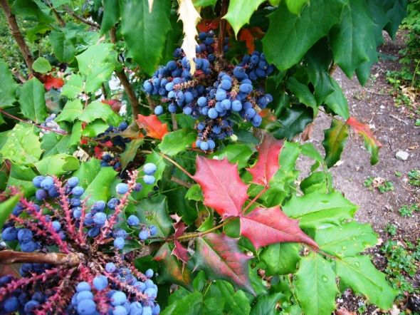 Edible Wild Berries - HubPages