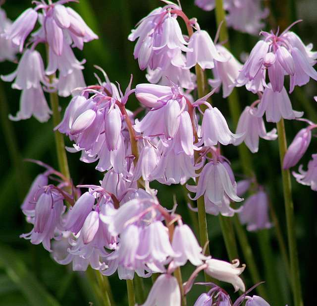 English Bluebells - HubPages