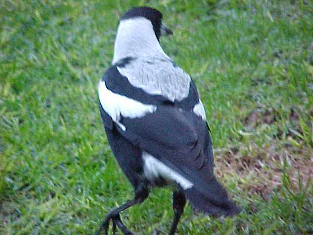 Australian Native Birds - Australian Magpie Facts and Myths! Do Magpies ...