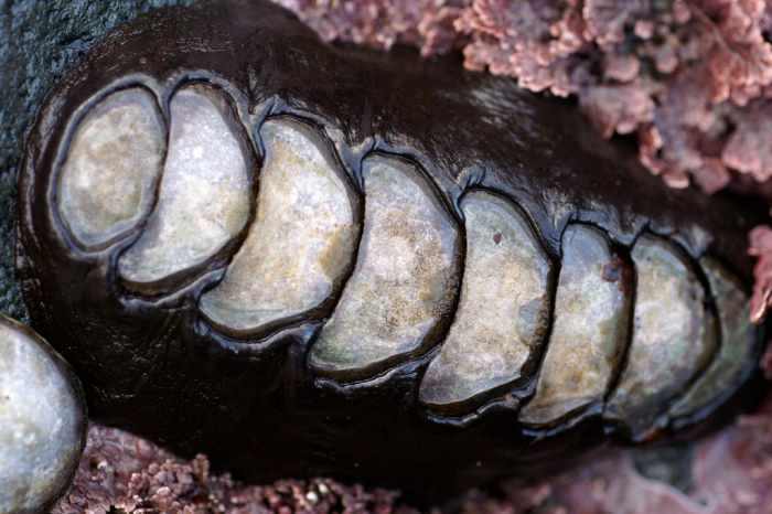 Interesting Facts About Chitons, Sea Cradles, or Coat-of-Mail Shells ...