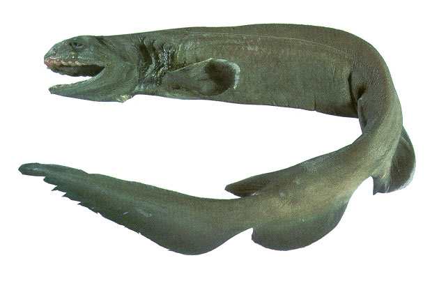 Frilled Sharks - The Oldest Living Shark Species - HubPages