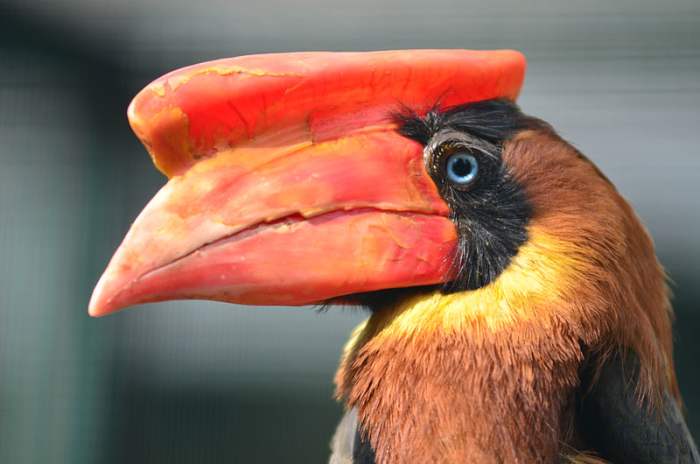 10 Most Beautiful Birds having Unique Beaks - HubPages