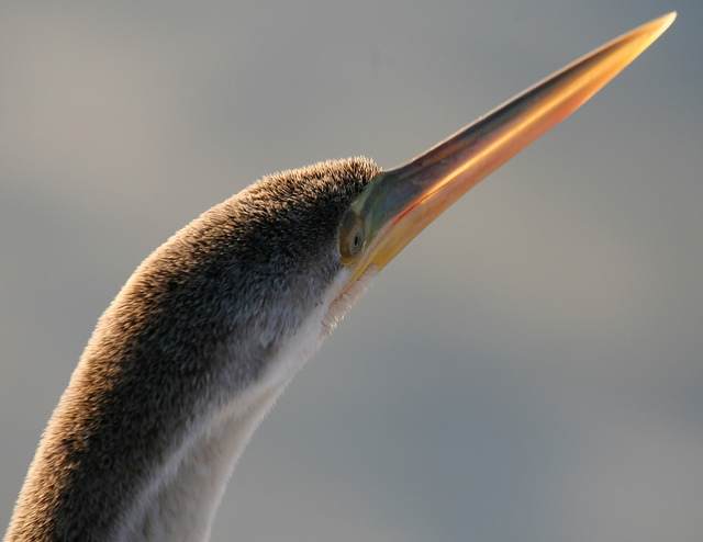 10 Most Beautiful Birds having Unique Beaks - HubPages