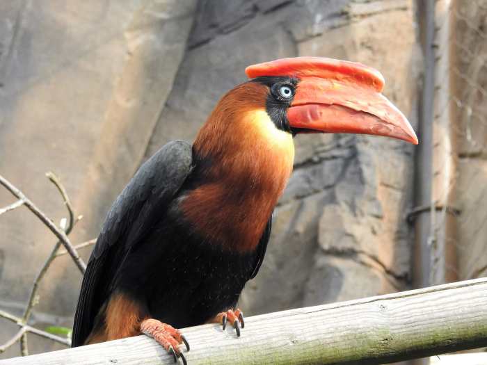 10 Most Beautiful Birds having Unique Beaks - HubPages