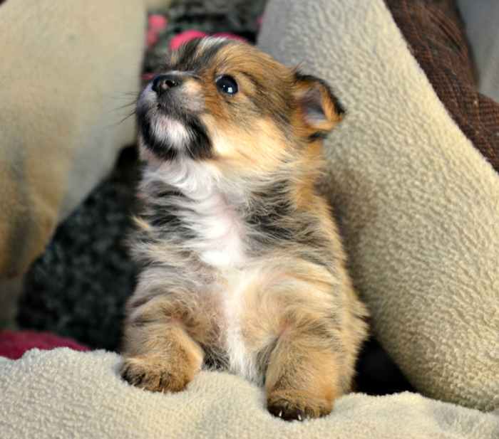 Pretty Porkie Puppies - HubPages