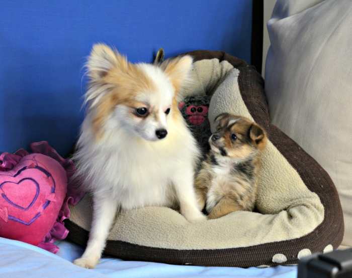 Pretty Porkie Puppies - HubPages