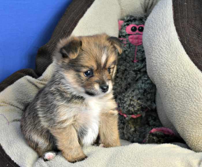 Pretty Porkie Puppies - HubPages