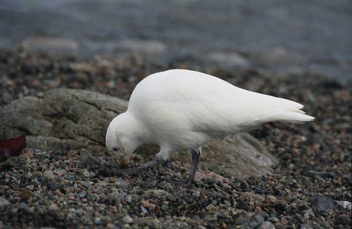 Top 10 Spectacular Birds of Antarctica - HubPages