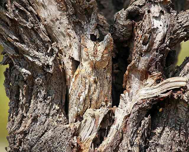 Examples of Mimicry In Animals To Appear As Plants - HubPages