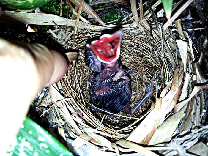 Yellow-Vented Bulbul Hatchling (A 16-Day Chronicle Of Growth) - HubPages