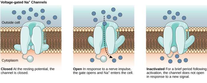 Ion Channels - Definition, Types, Description of Sodium, Calcium ...