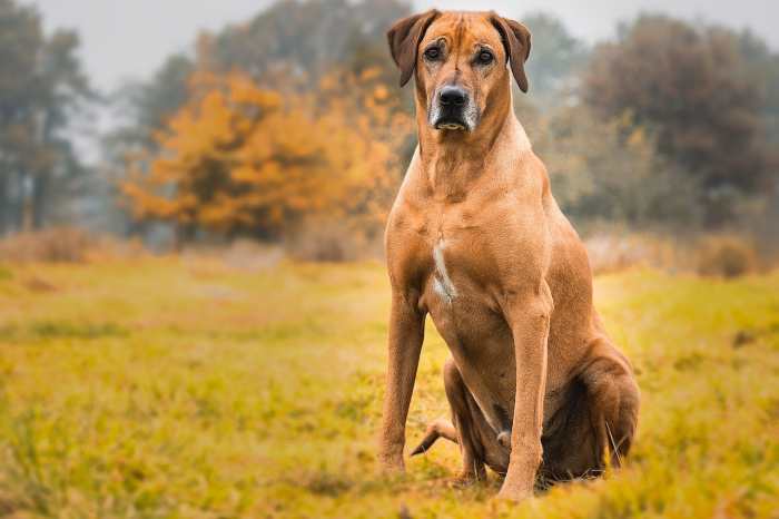 Rhodesian Ridgeback German Shepherd Mix - HubPages